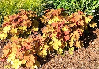Heuchera "Caramel", Fancy Leaf Coral Bells | Alamance Master Gardeners