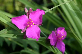 Tradescantia virginiana, Spiderwort Deep Pink | Alamance Master Gardeners