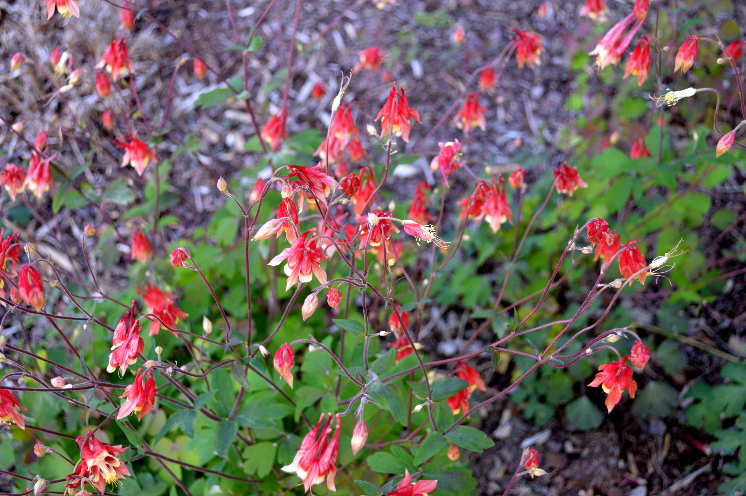 Aquilegia canadensis, eastern native columbine | Alamance Master Gardeners