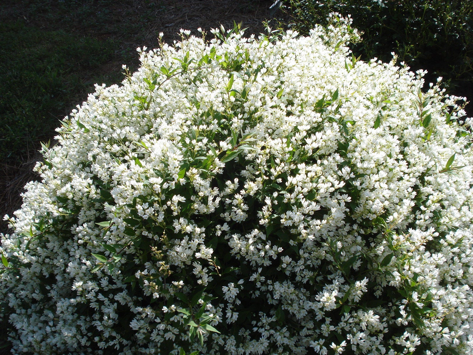 Deutzia gracilis 'Nikko', dwarf slender deutzia | Alamance Master Gardeners